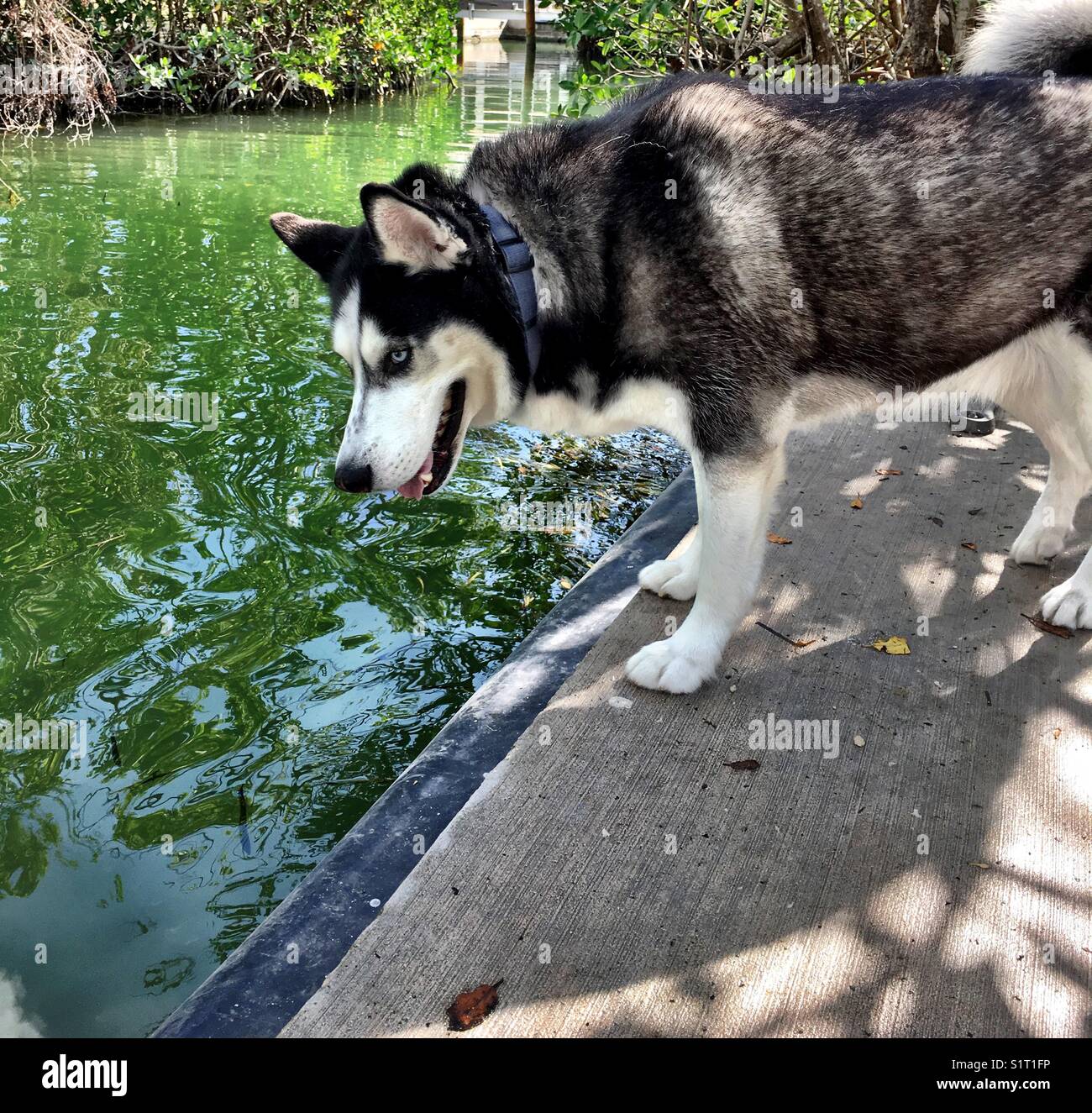 Dog fish hi-res stock photography and images - Alamy