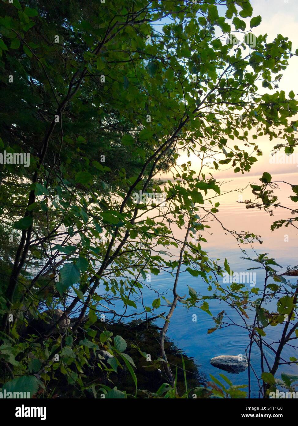 From behind bush hi-res stock photography and images - Alamy