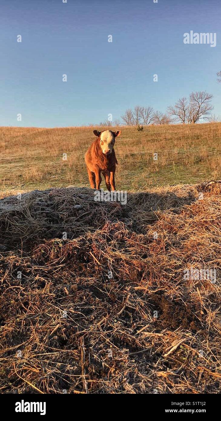 Calf top hi-res stock photography and images - Alamy
