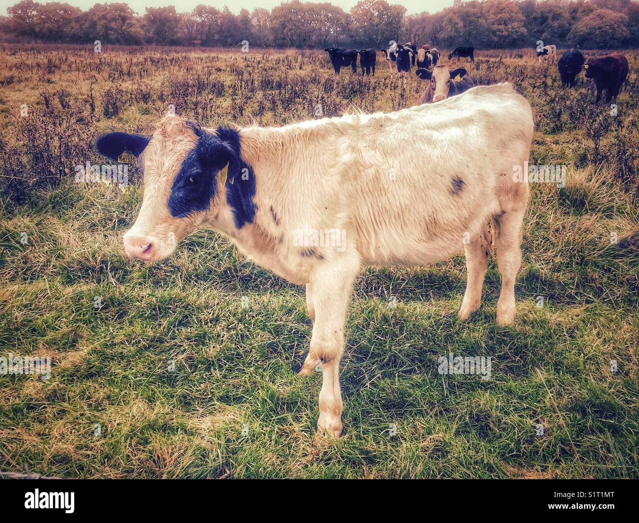 Heifer calf hi-res stock photography and images - Alamy