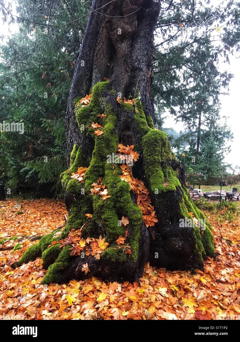 Moss covered tree Stock Photo - Alamy