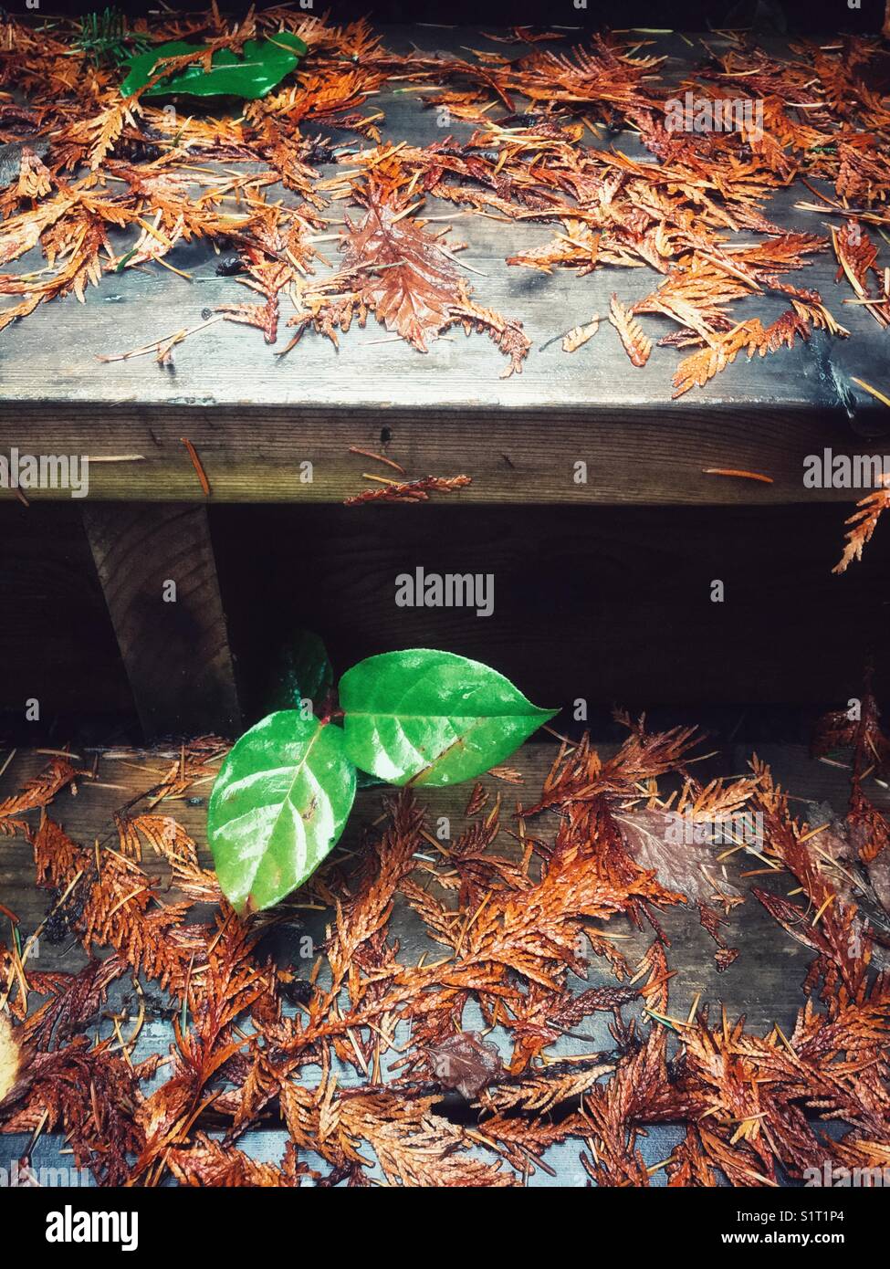 Green in the fall Stock Photo - Alamy
