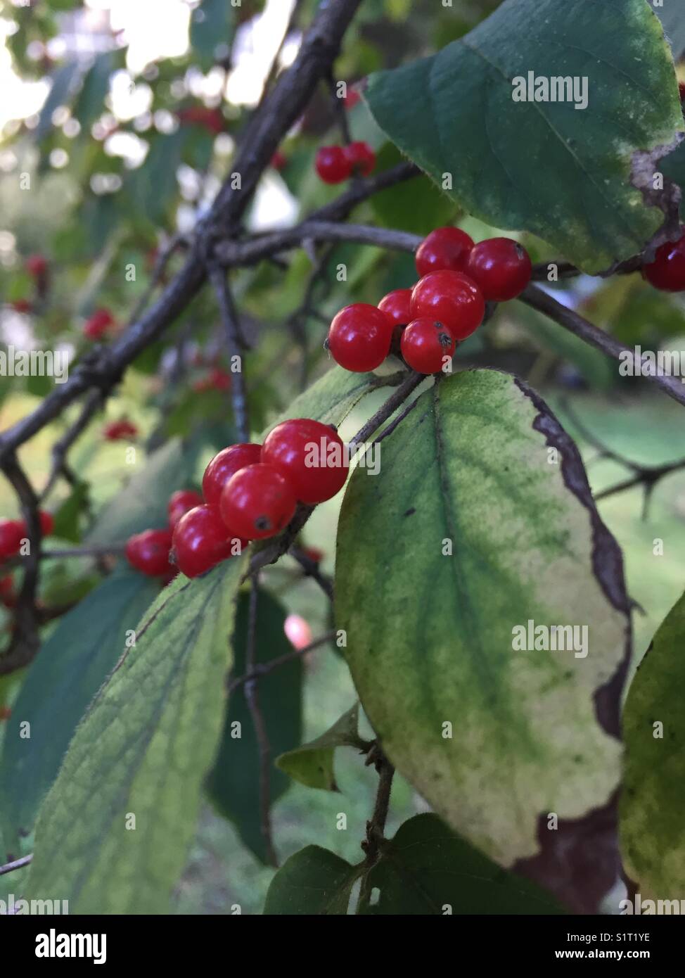 Honeysuckle branches hi-res stock photography and images - Alamy