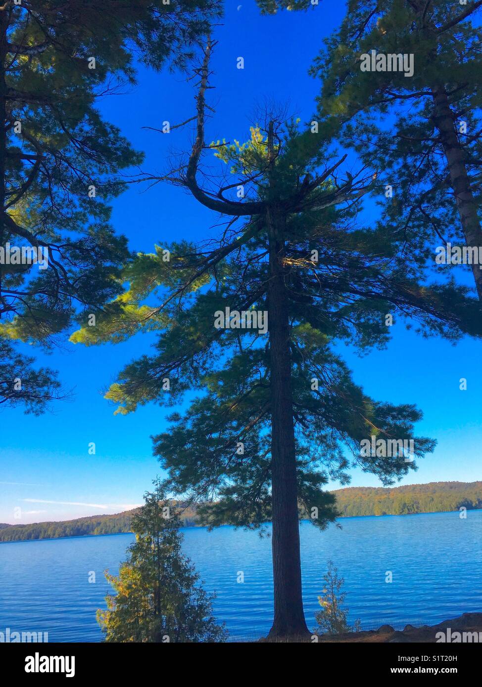 Tree canopy and moon hi-res stock photography and images - Alamy