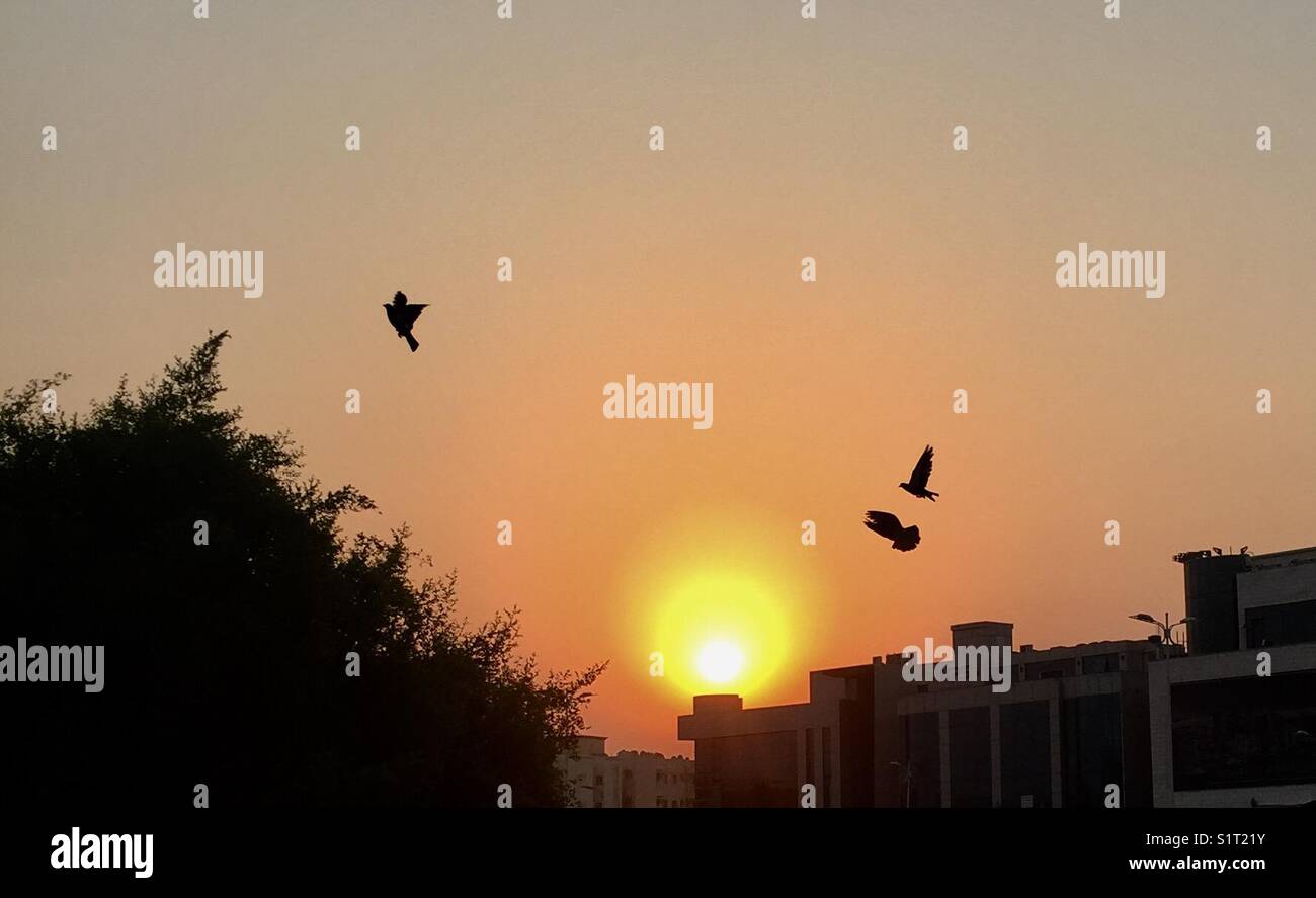 Birds flying at sunset hi-res stock photography and images - Alamy