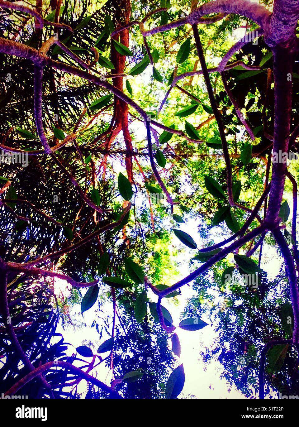 Sky view from ground Stock Photo - Alamy