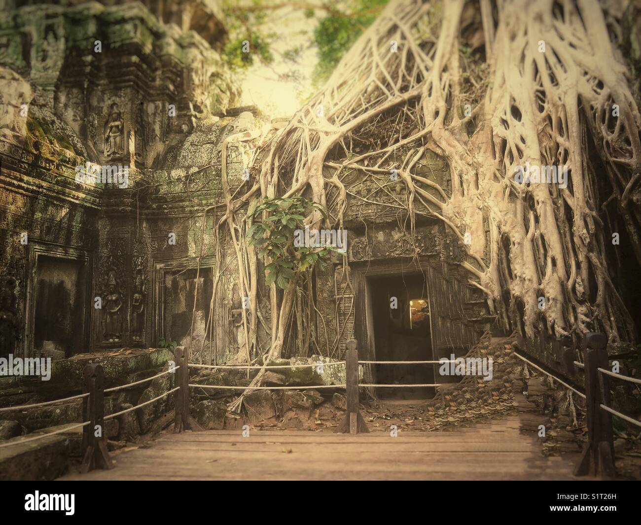 Murder trees hi-res stock photography and images - Alamy