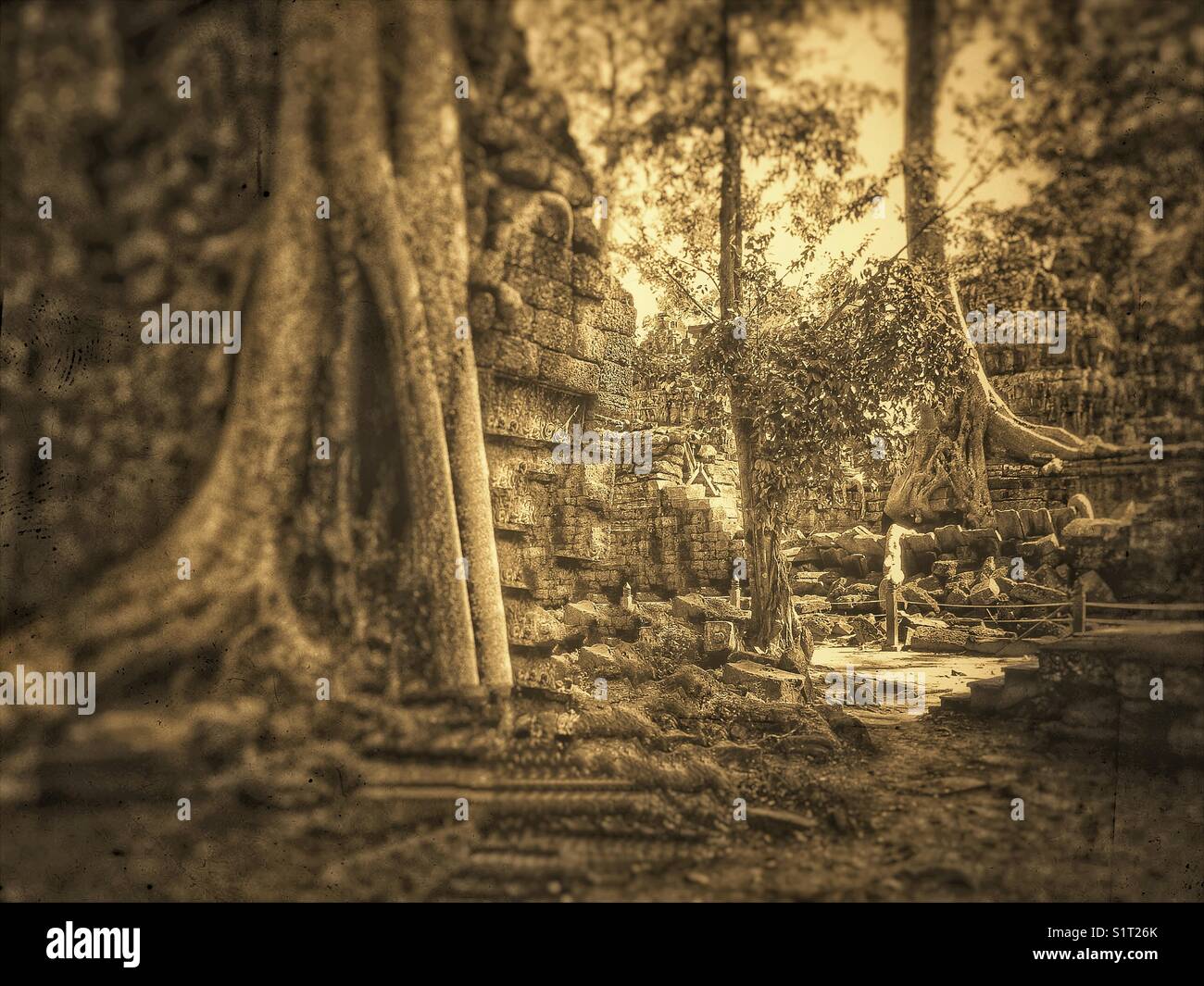 Murder trees hi-res stock photography and images - Alamy