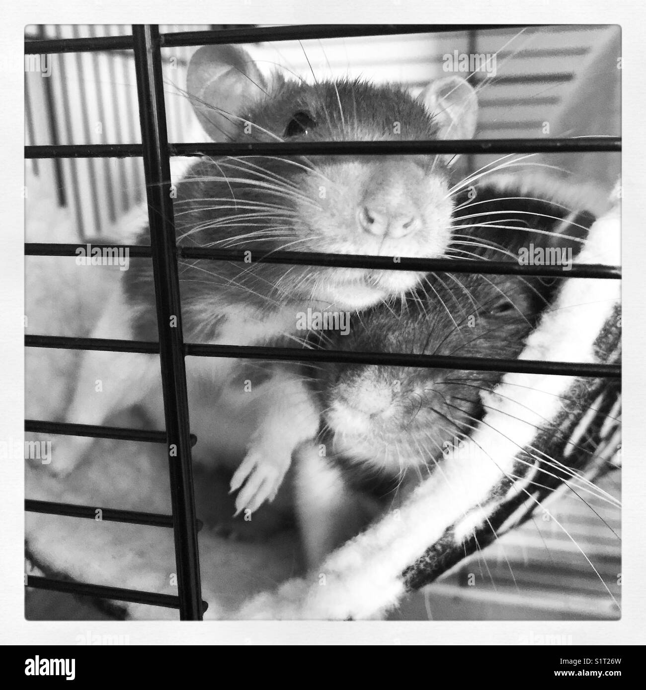 Rats Black and White Stock Photos & Images - Alamy