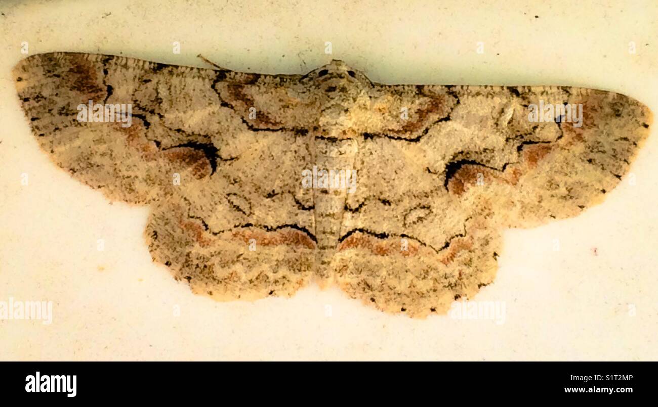 Common tan wave moth hi-res stock photography and images - Alamy