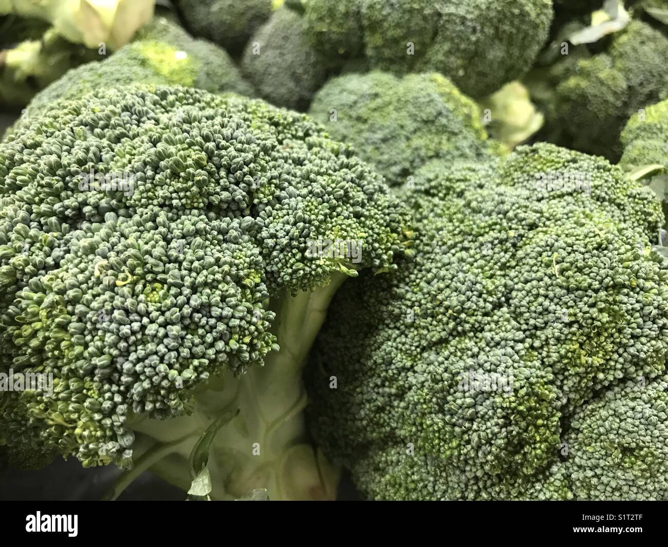 Broccoli close up hi-res stock photography and images - Alamy