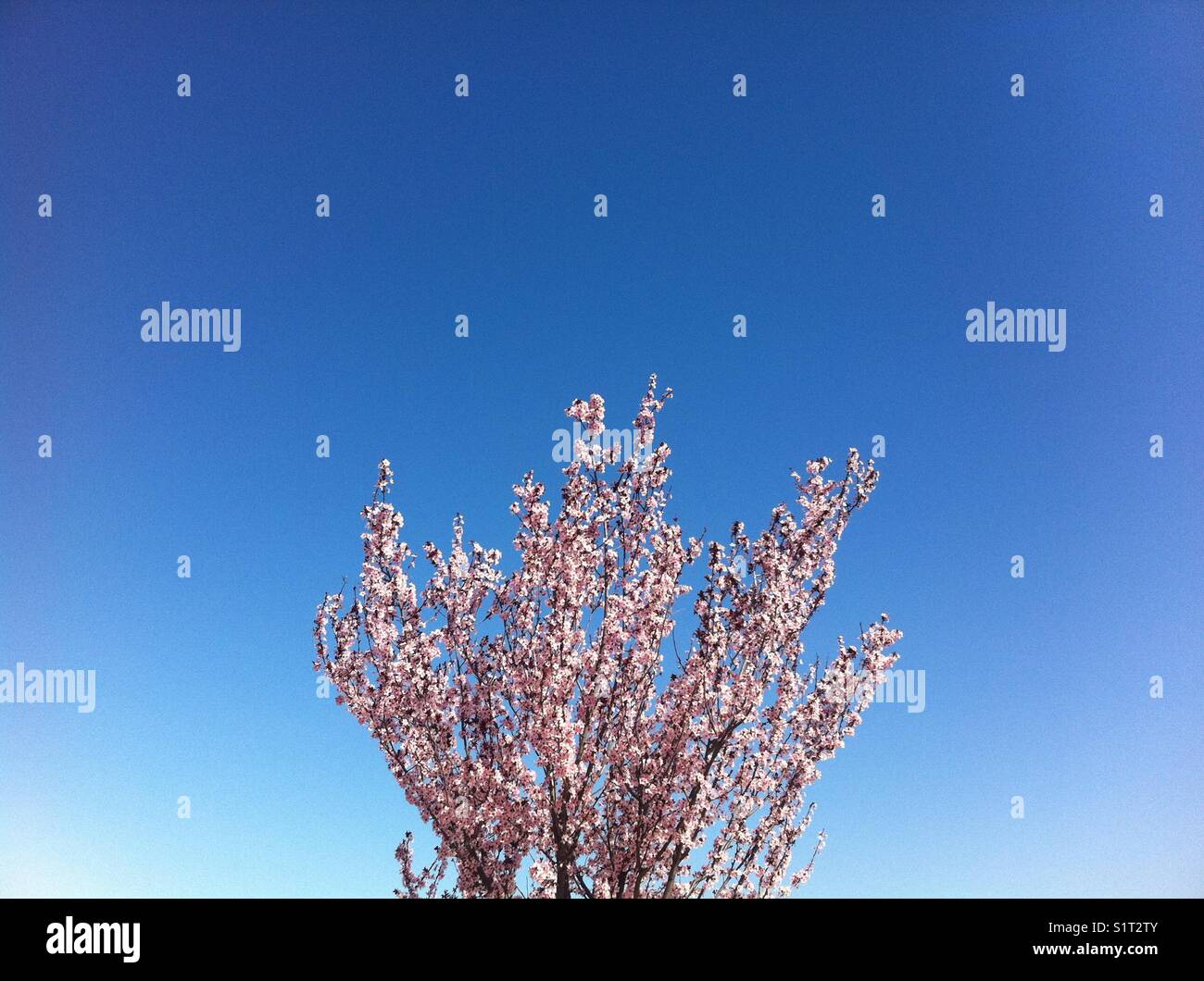 Tree with pink blossoms hi-res stock photography and images - Alamy