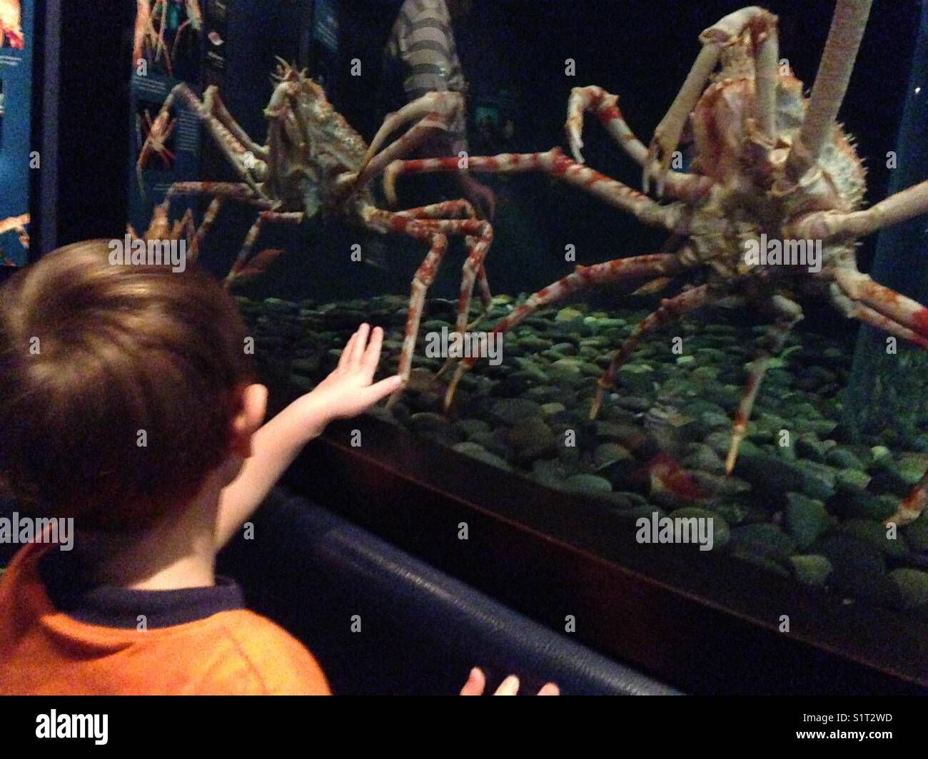 Crabby High Resolution Stock Photography and Images - Alamy