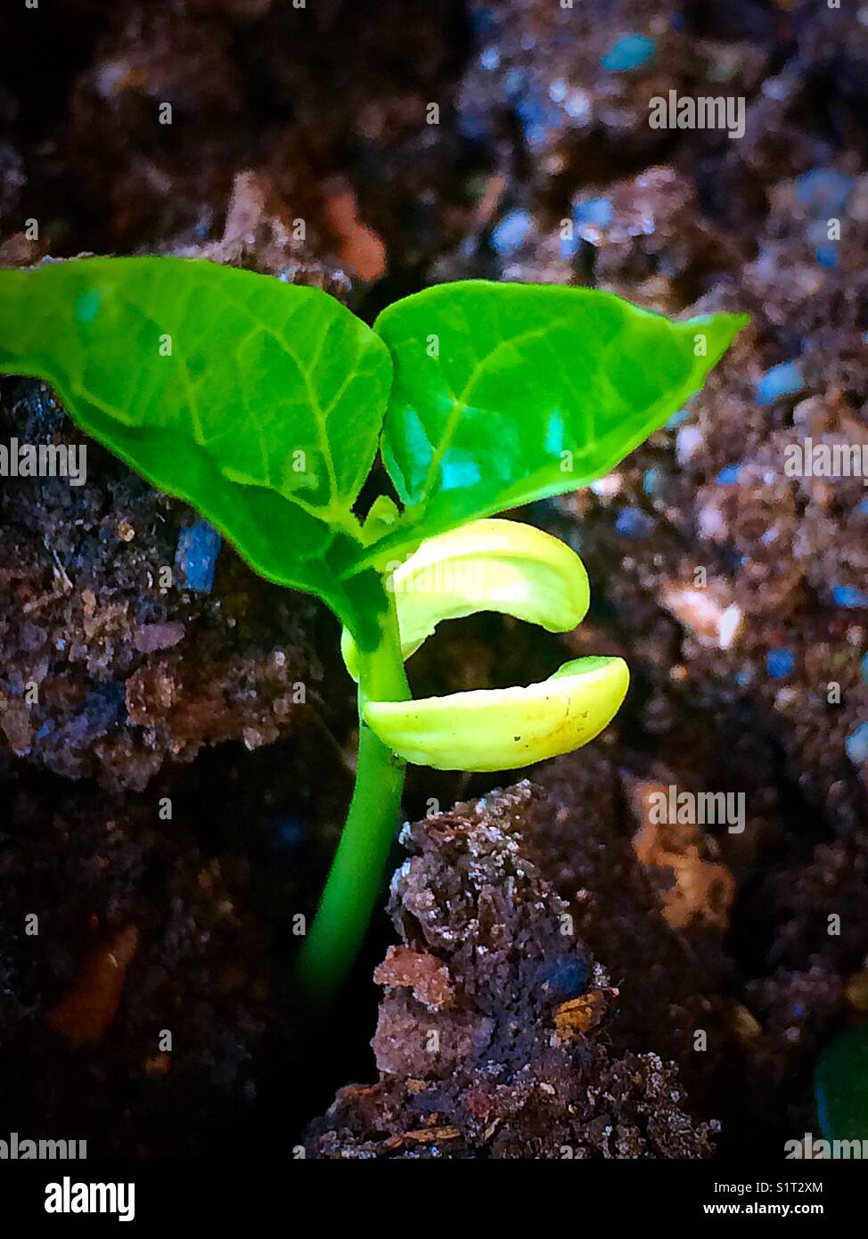 Bean gallery hi-res stock photography and images - Alamy