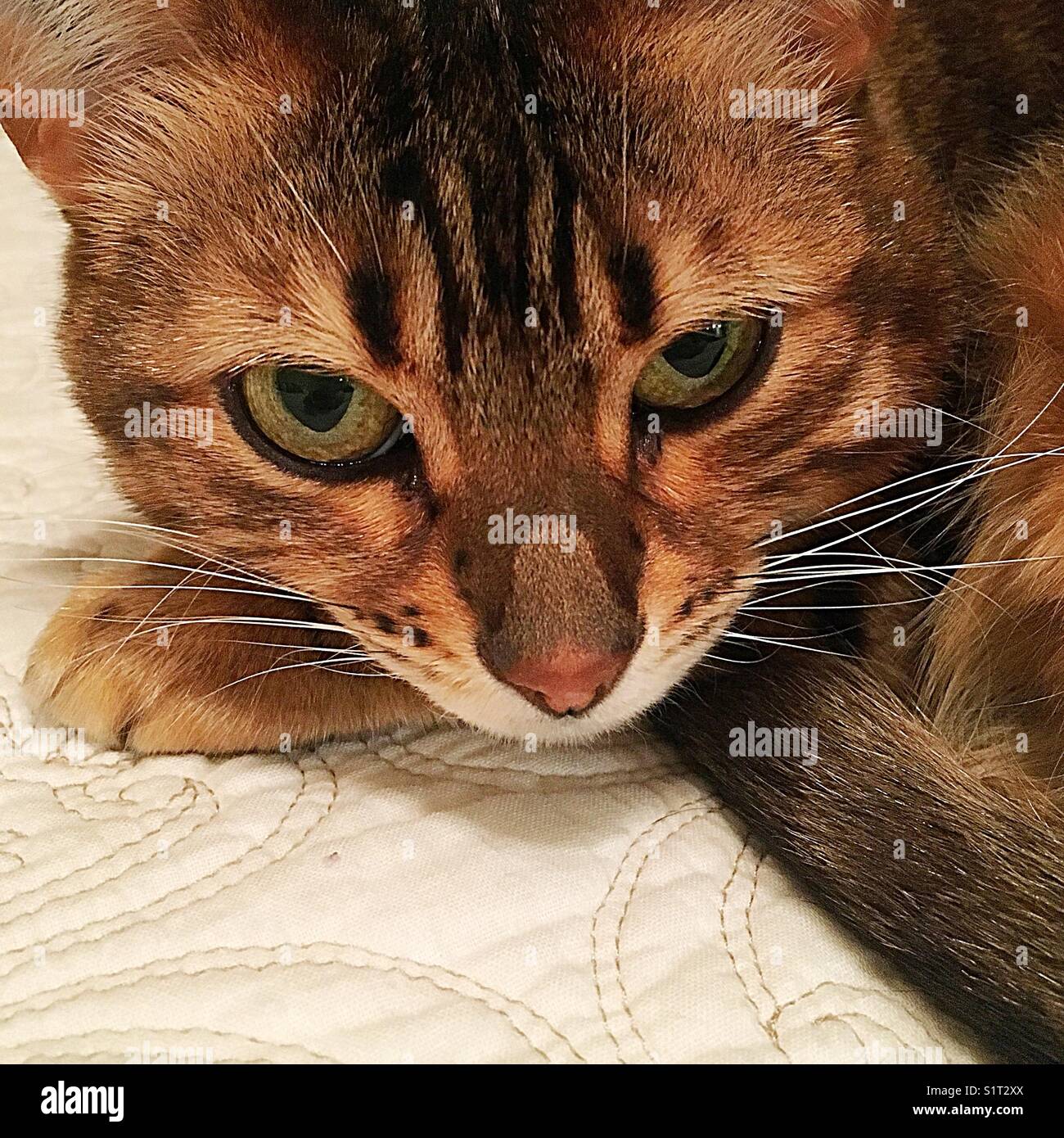 Sassy Cat High Resolution Stock Photography and Images - Alamy