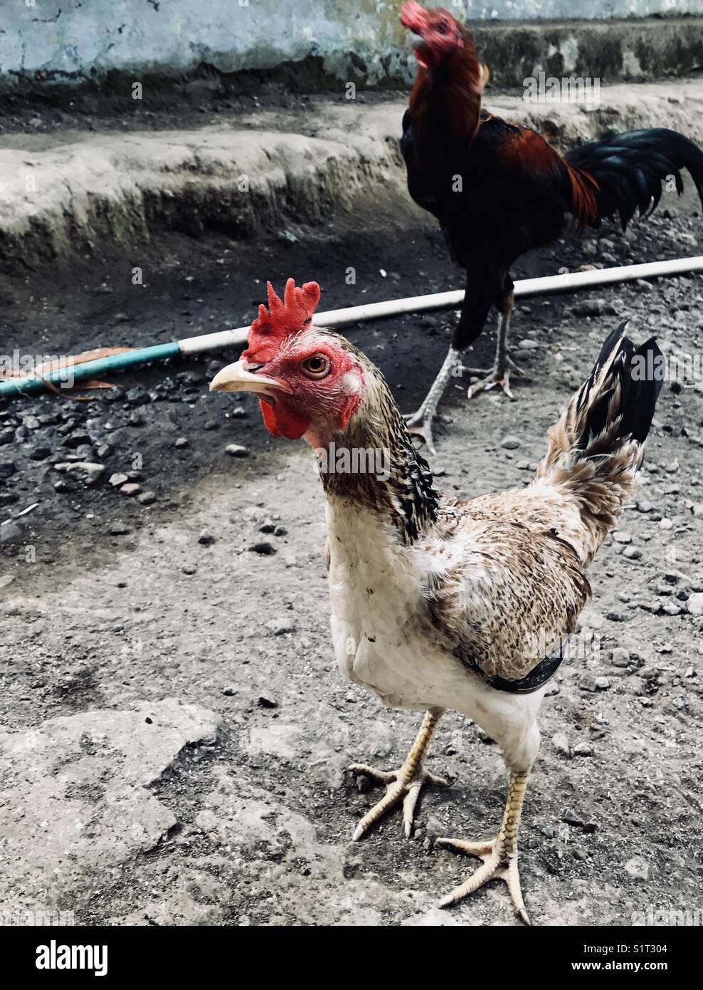 Fowl animal hi-res stock photography and images - Alamy