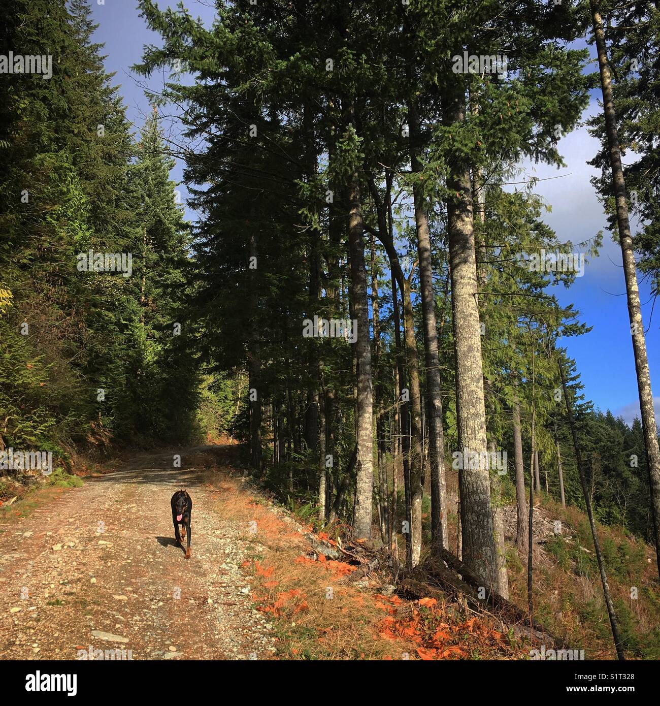 The littlest hobo hi-res stock photography and images - Alamy