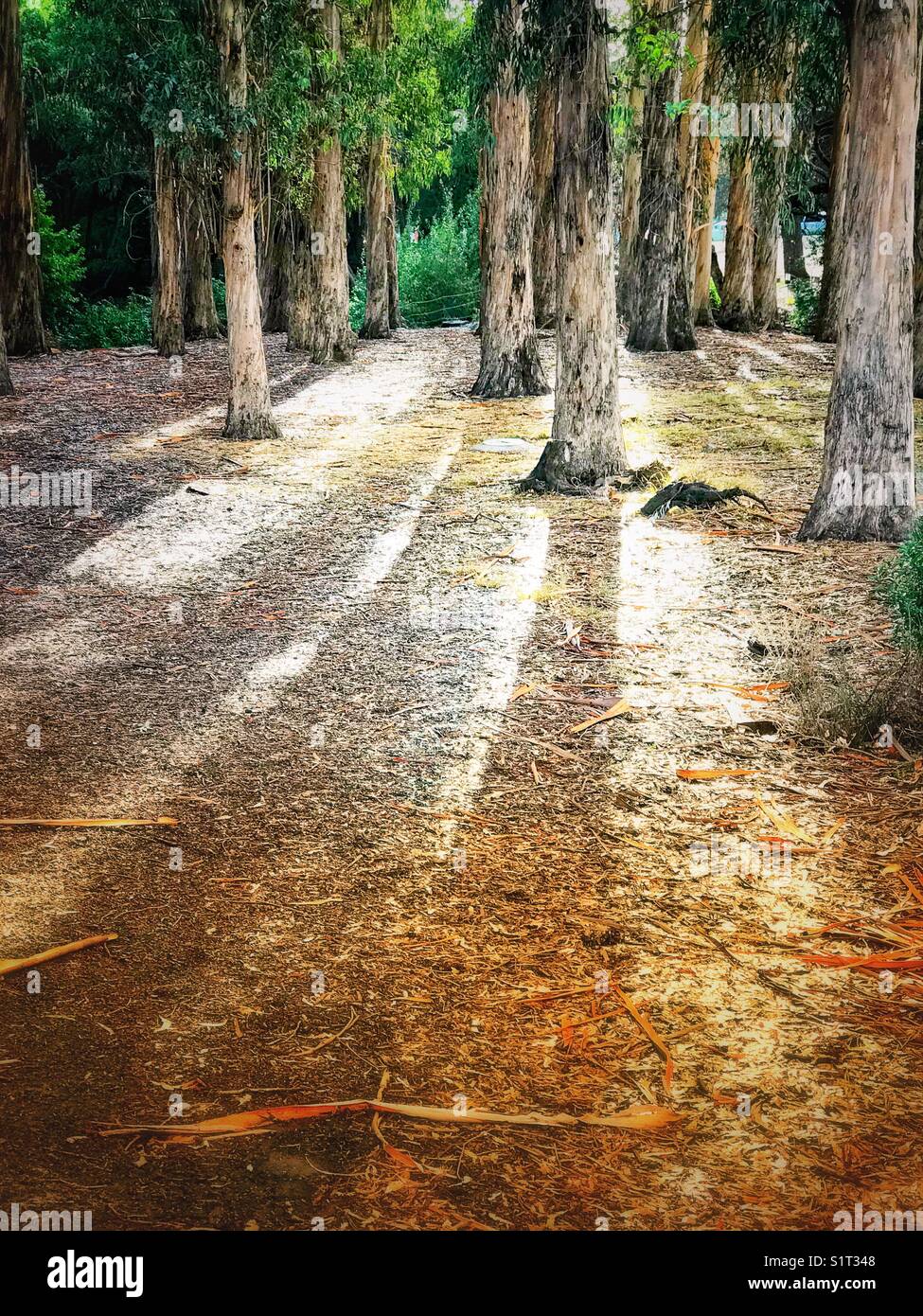 Eucalyptus trees california hi-res stock photography and images - Alamy