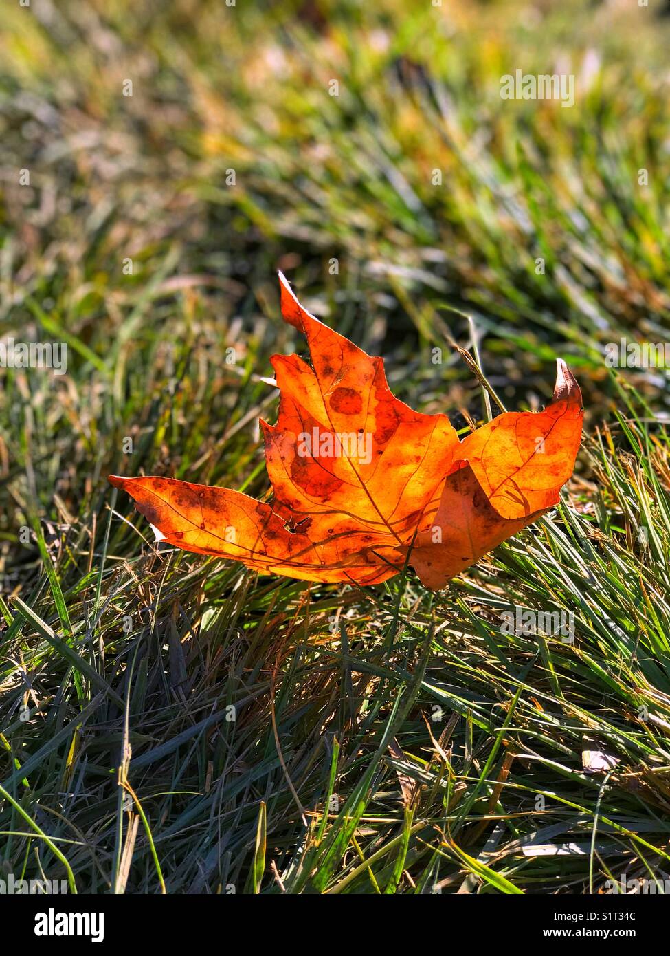 Leaf falling hi-res stock photography and images - Alamy