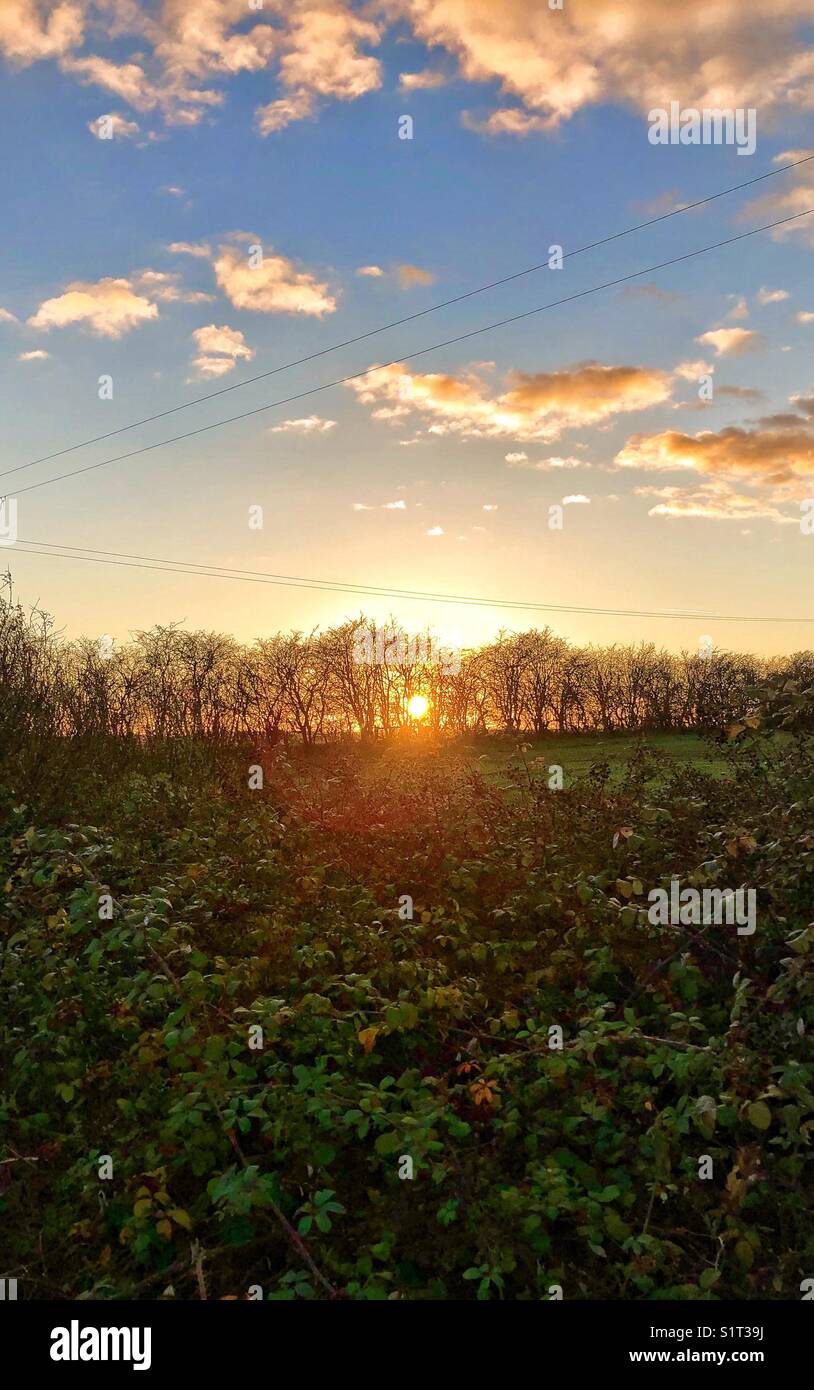 Sun through trees Stock Photo - Alamy