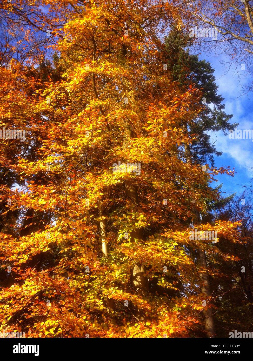Beech tree autumn Stock Photo - Alamy
