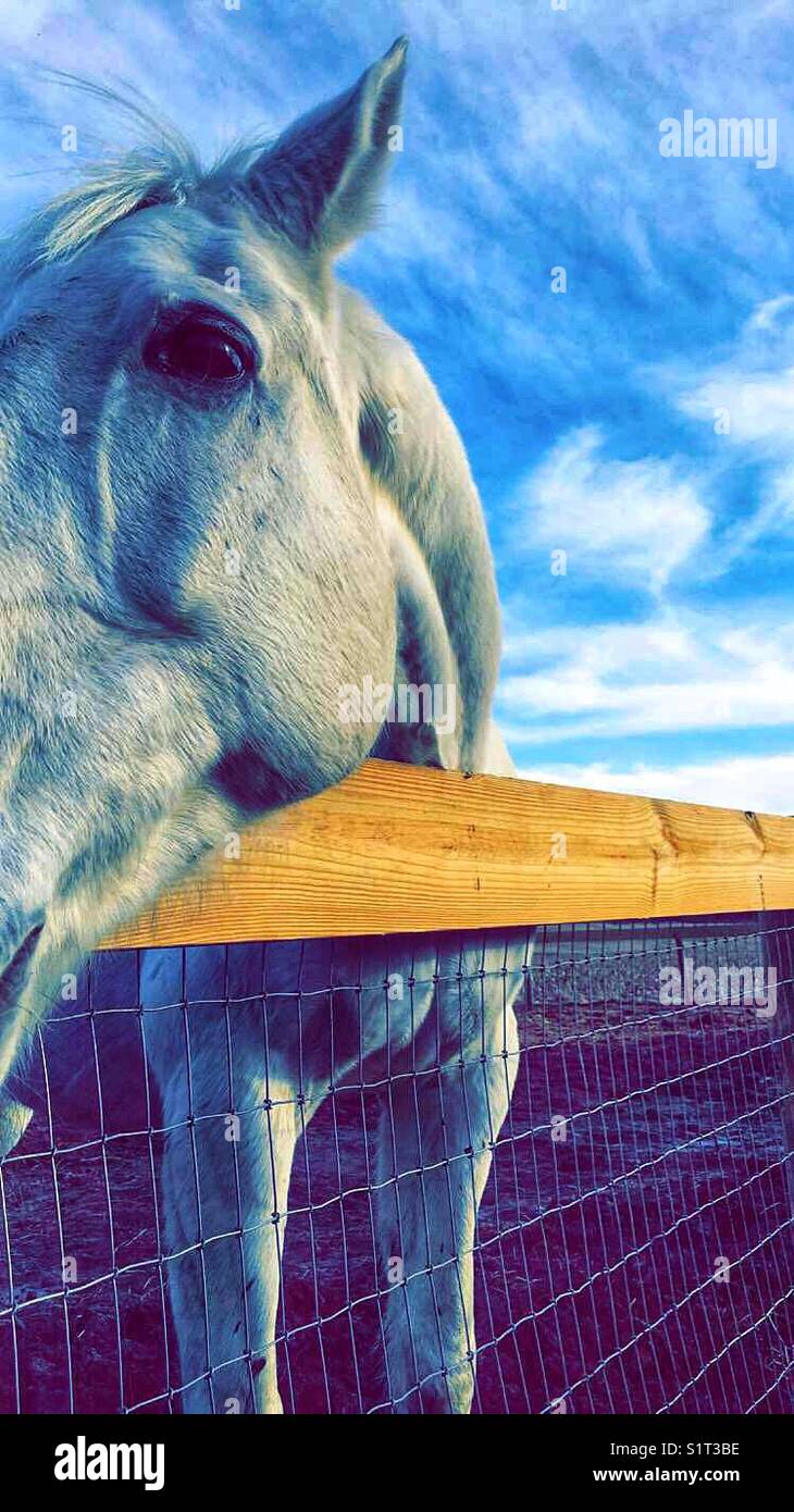 Strong beast hi-res stock photography and images - Alamy