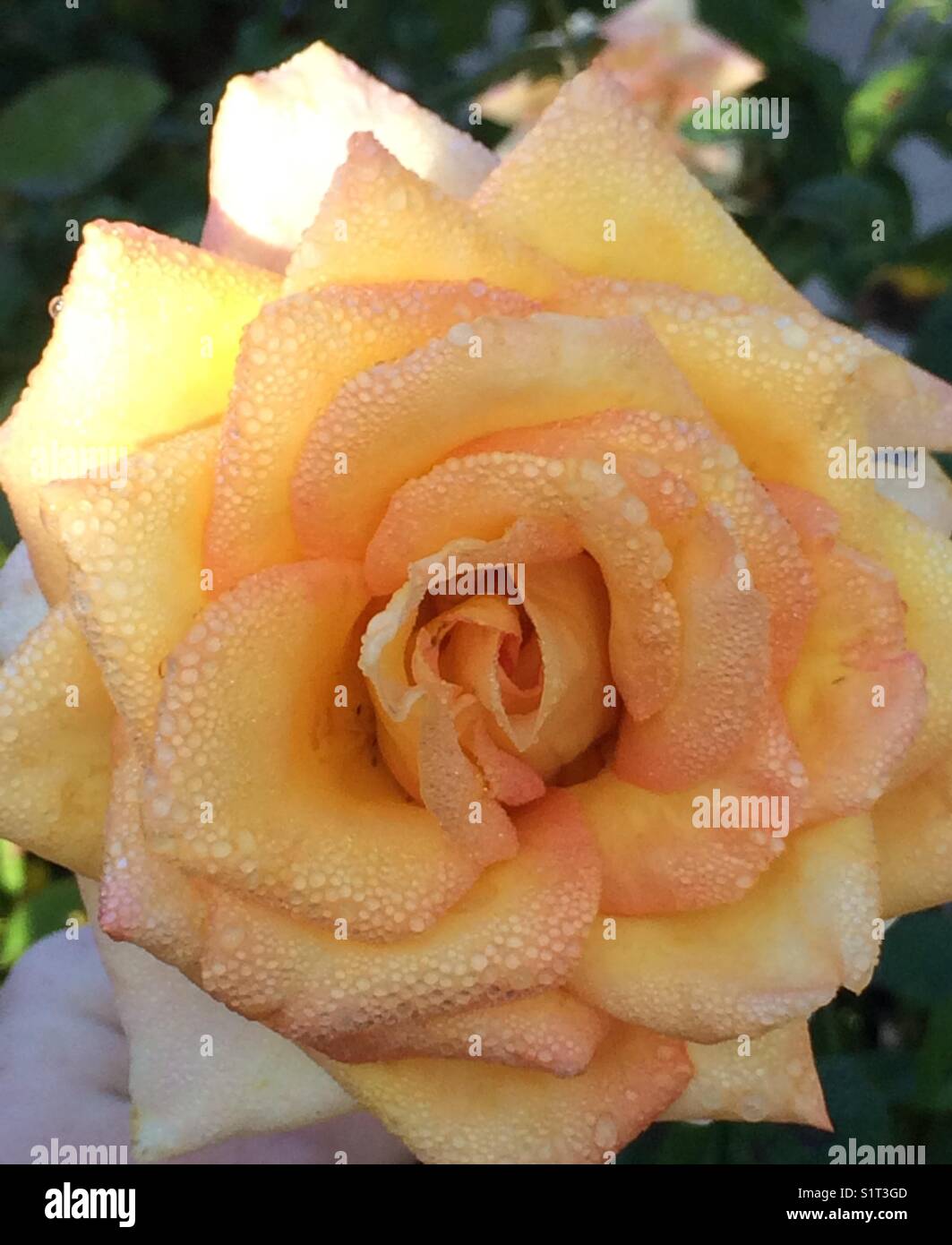 Orange dew hi-res stock photography and images - Alamy