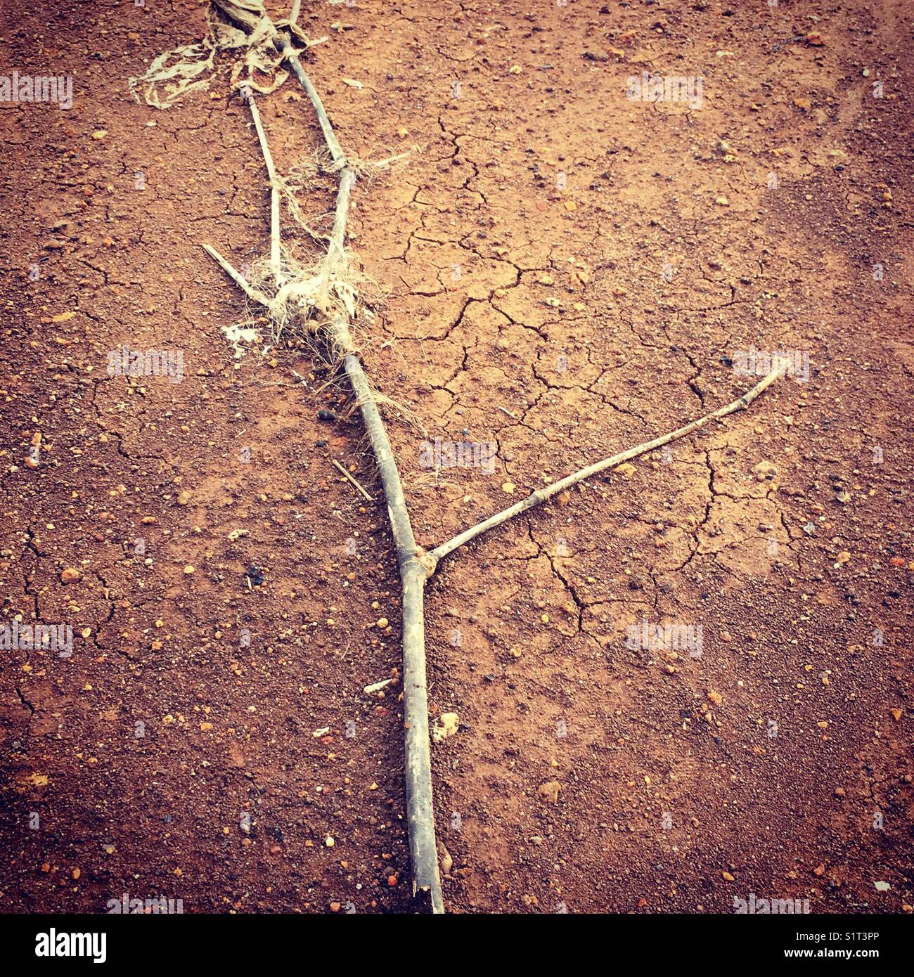 Tree Branch on Brown Ground Stock Photo - Alamy