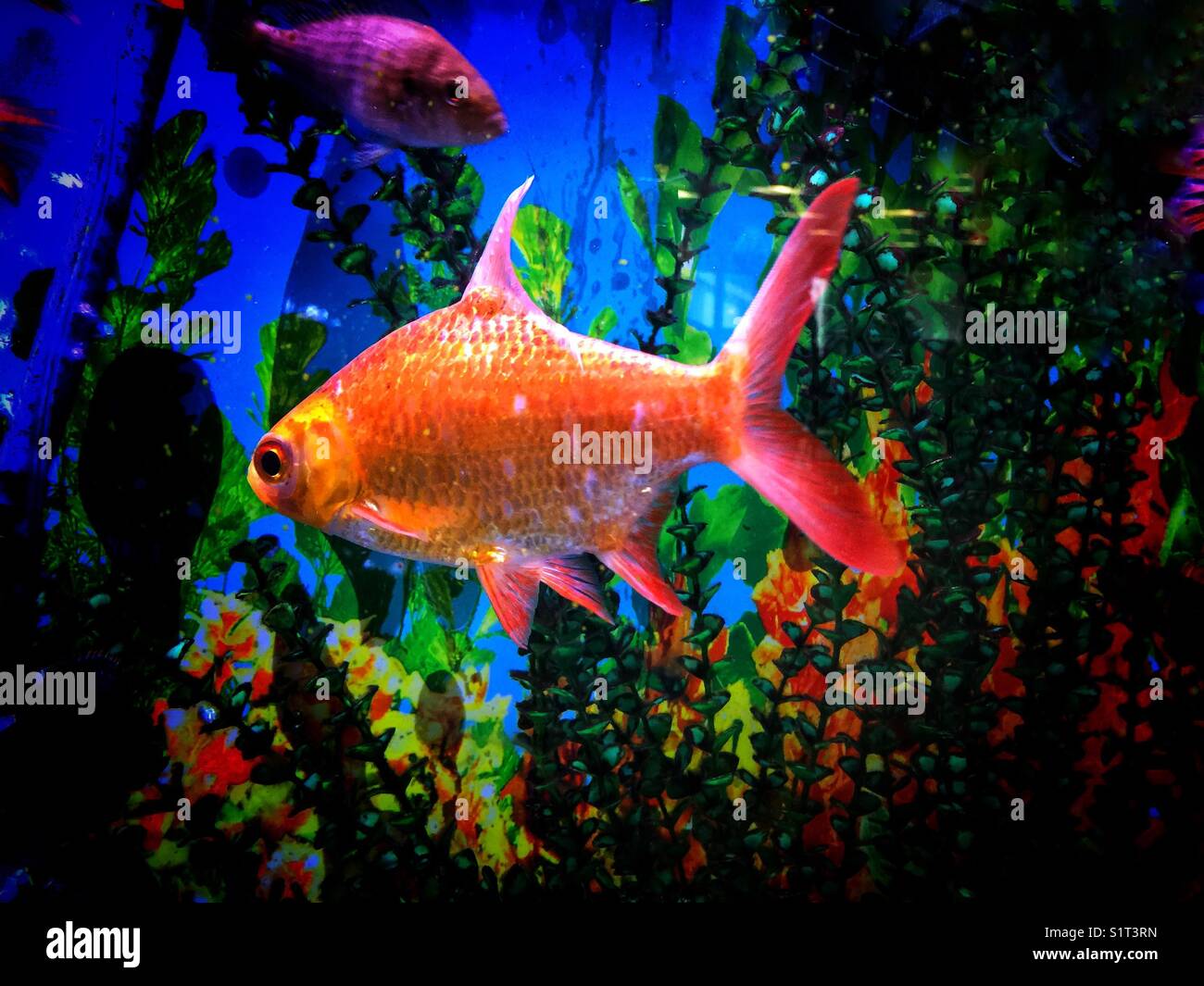Fish in an aquarium Stock Photo - Alamy
