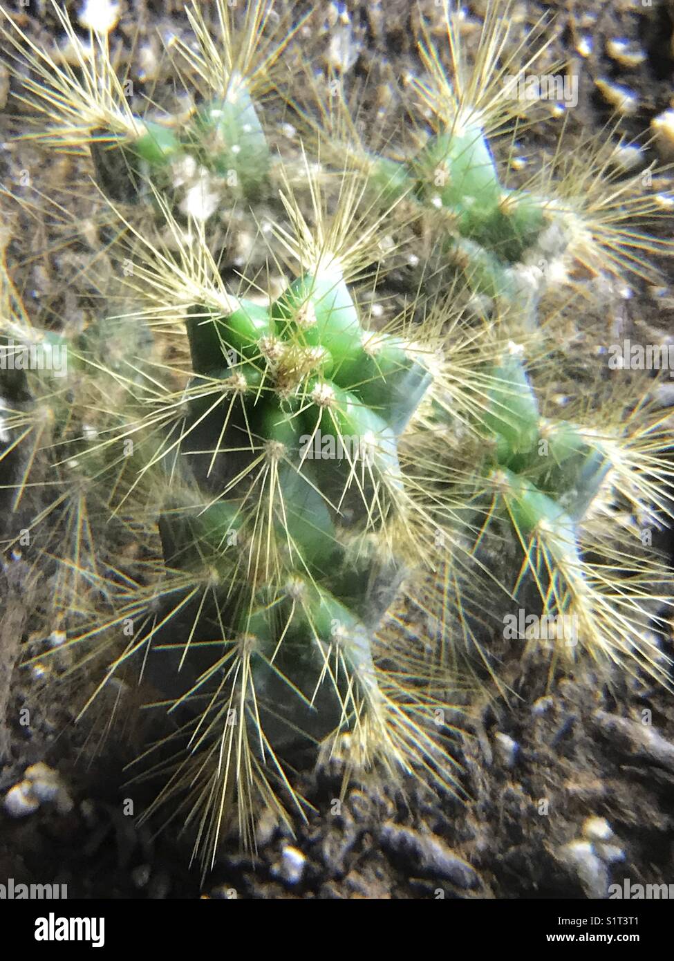 Star shaped cactus hi-res stock photography and images - Alamy