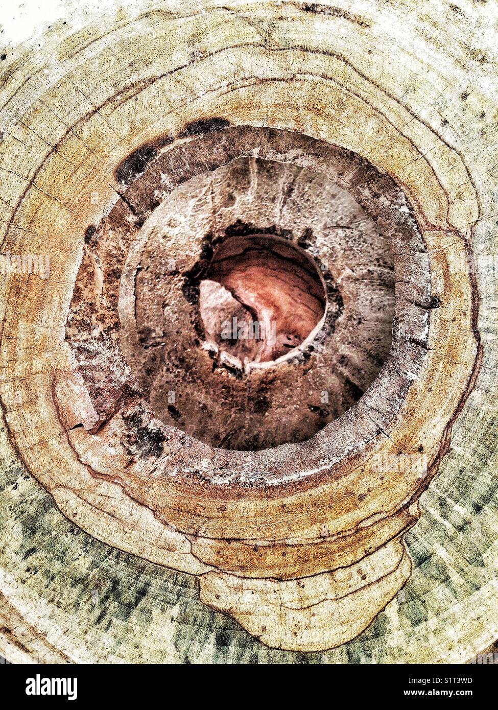 African tree hi-res stock photography and images - Alamy