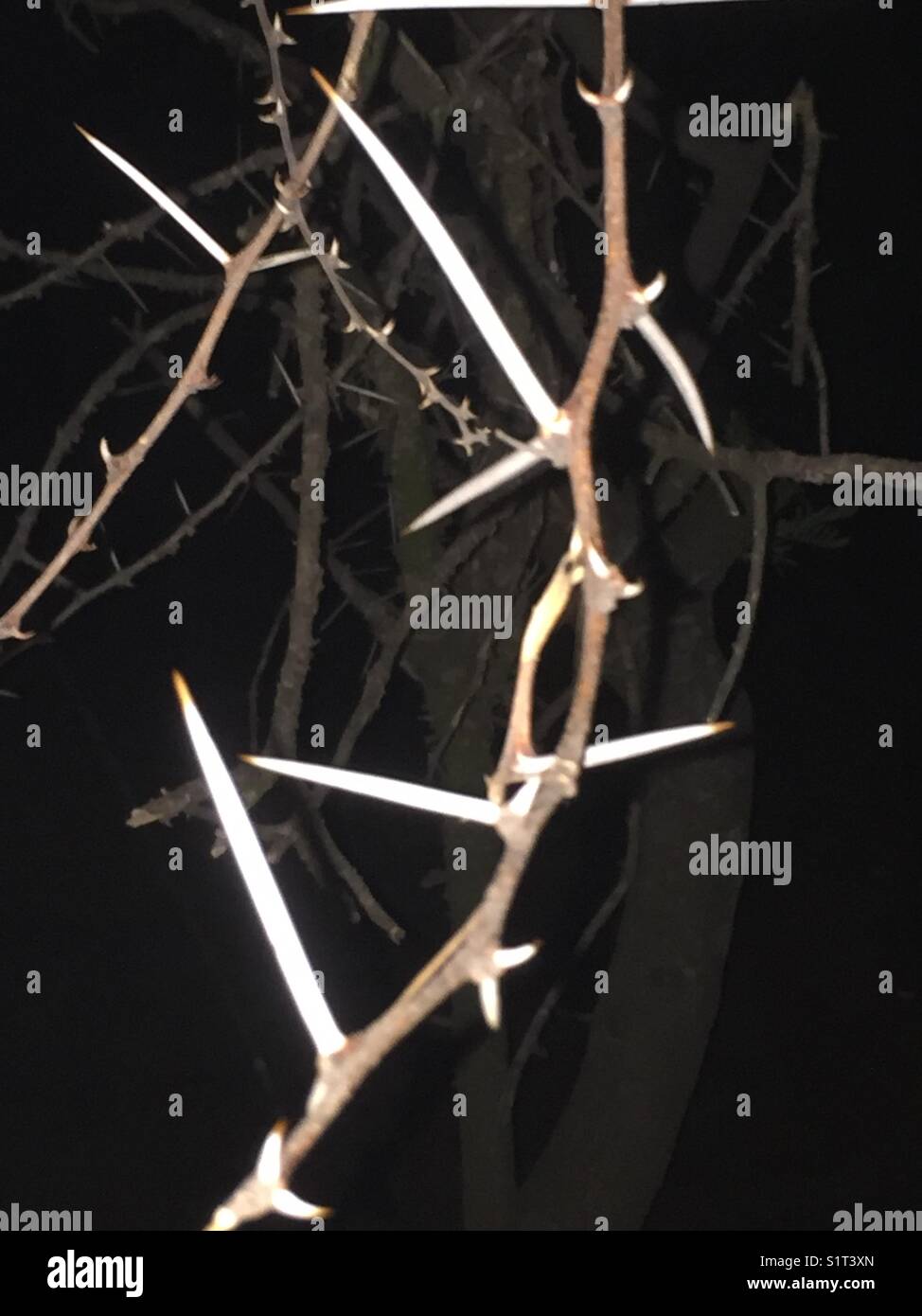 African thorn tree hi-res stock photography and images - Alamy