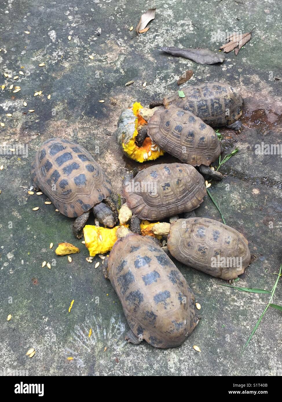 6 turtles eating fruit Stock Photo - Alamy