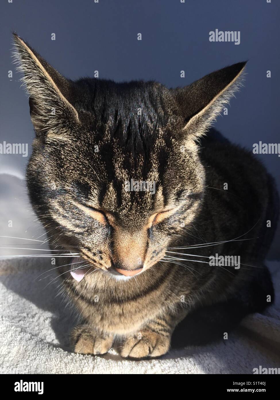 Cat Chilling High Resolution Stock Photography and Images - Alamy