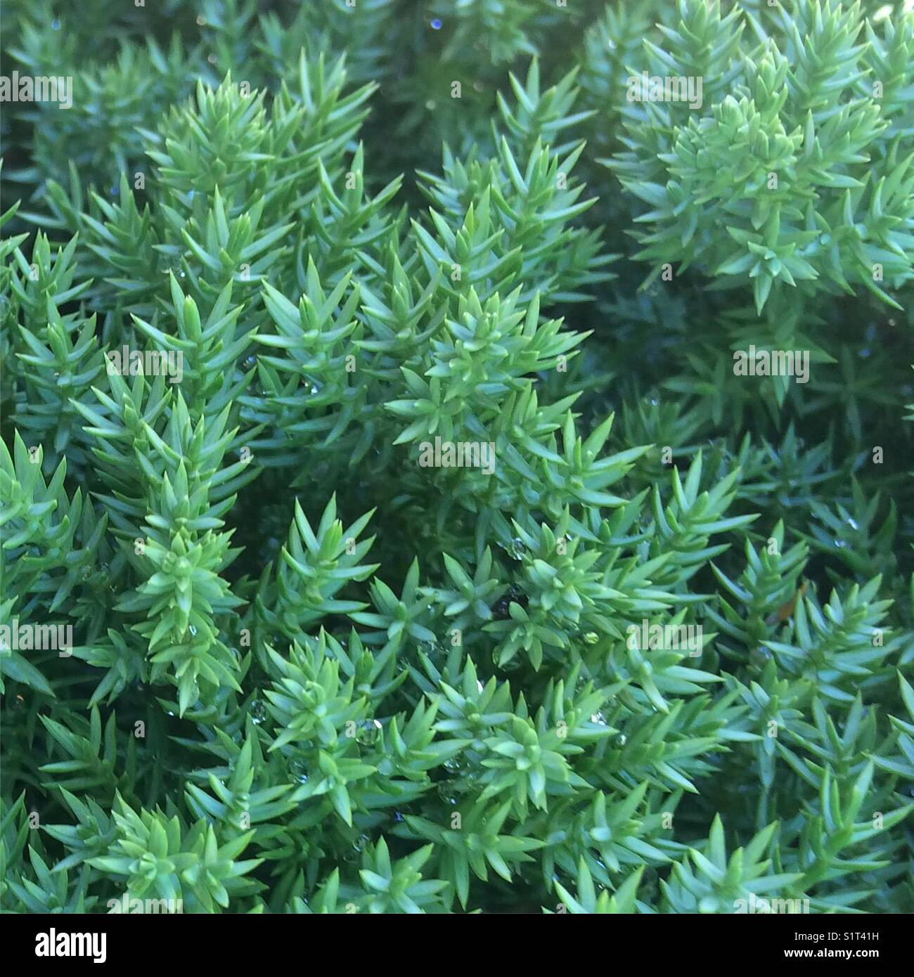 Creeping Juniper Juniperus Horizontalis High Resolution Stock ...
