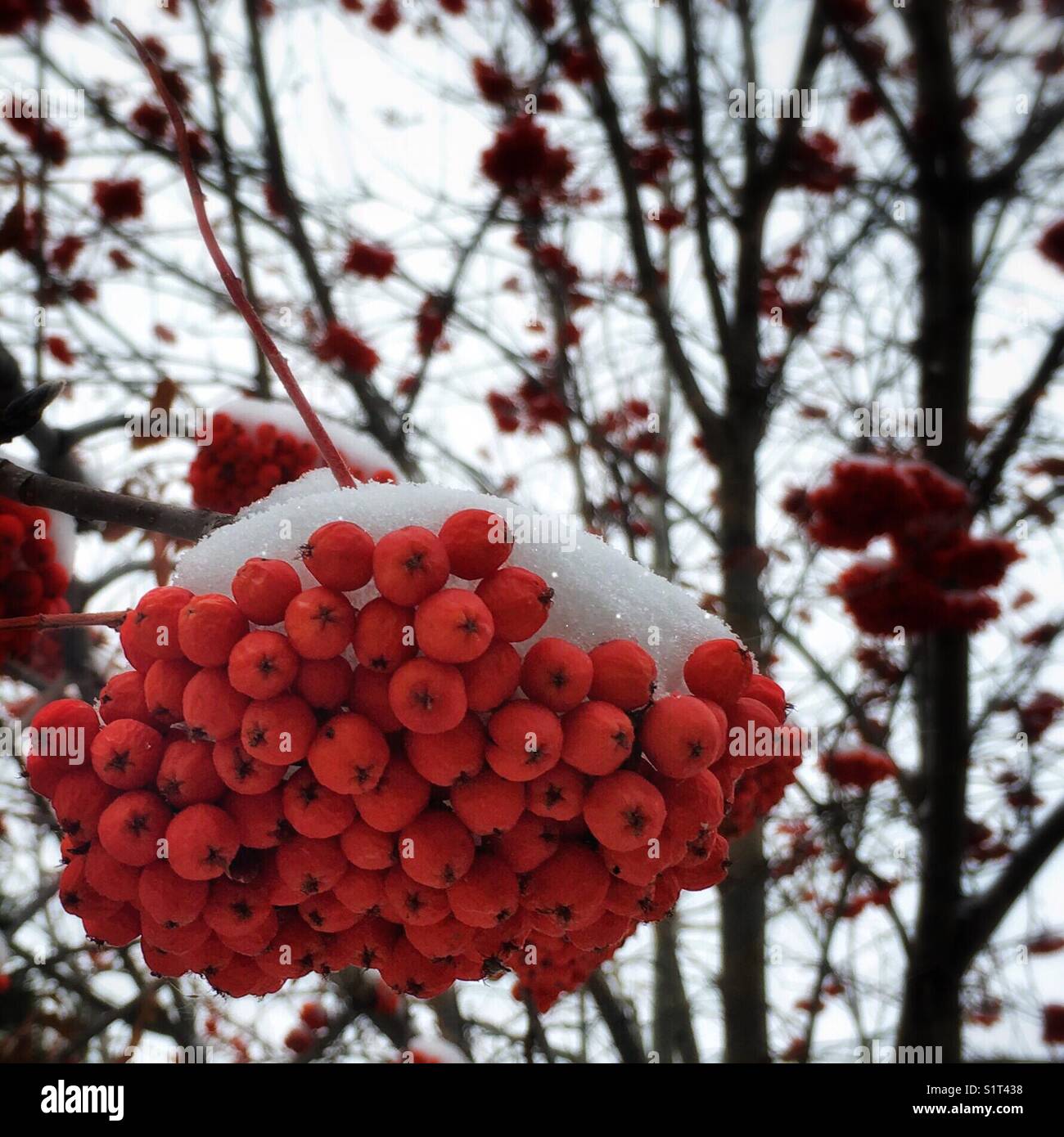 Red berries frost tree hi-res stock photography and images - Alamy