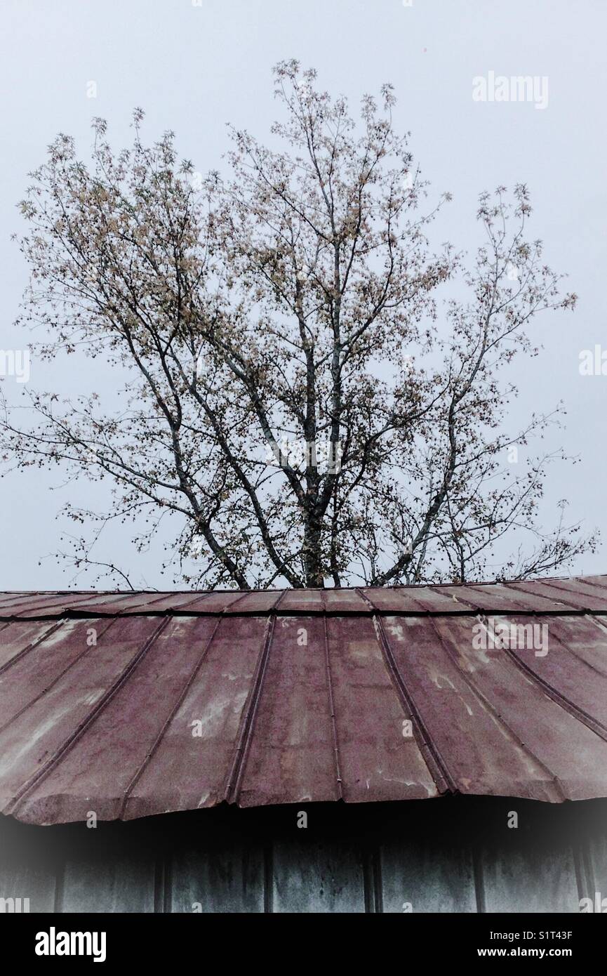Rusted tin roof Stock Photo - Alamy