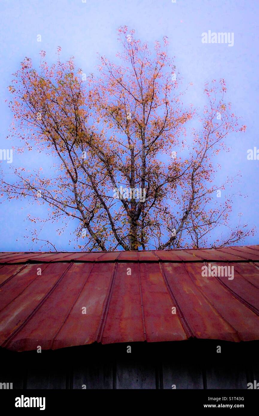 Rusted tin roof hi-res stock photography and images - Alamy