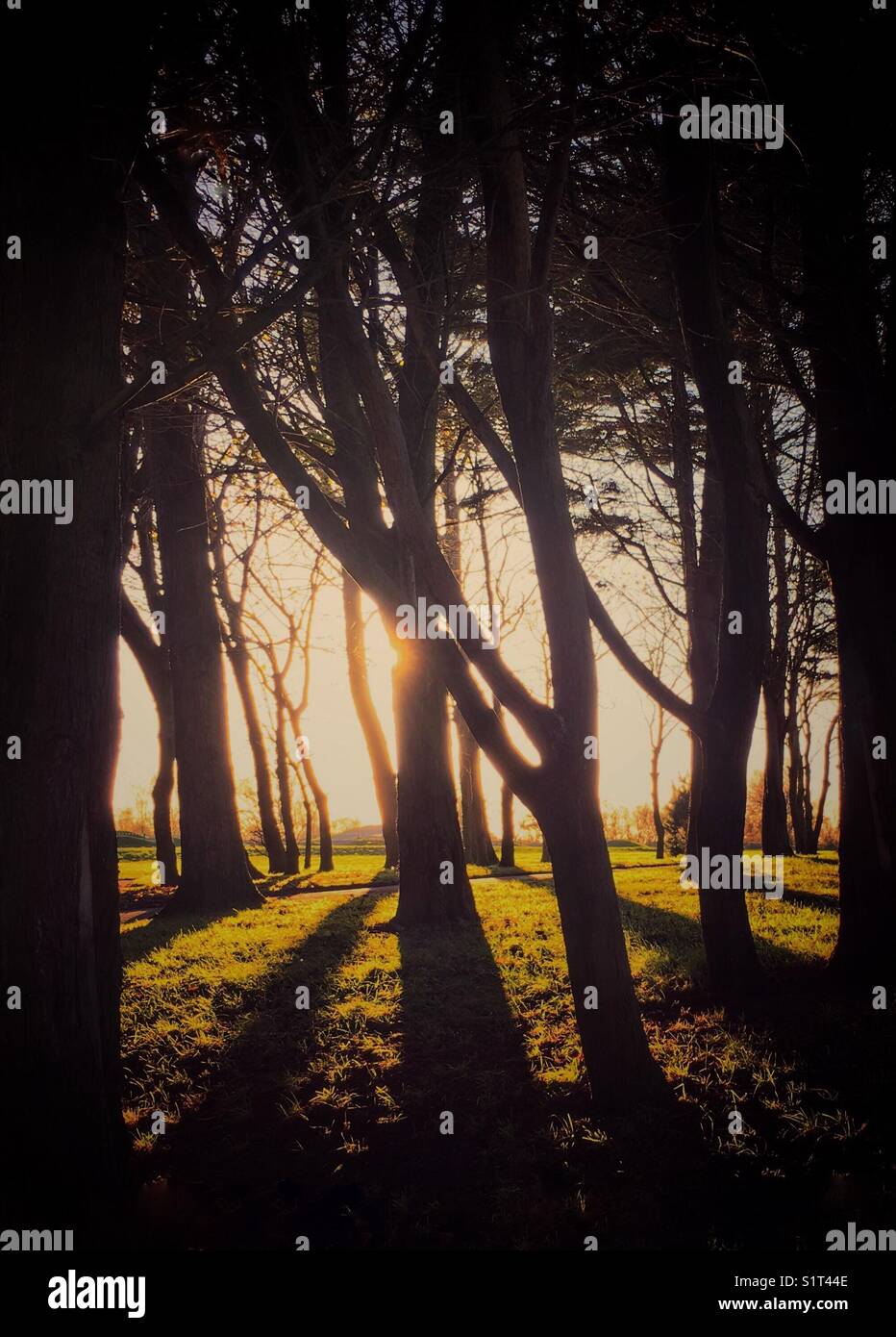 Tree casting shadow in park hi-res stock photography and images - Alamy