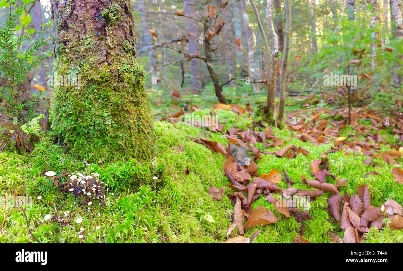 Moss camping hi-res stock photography and images - Alamy