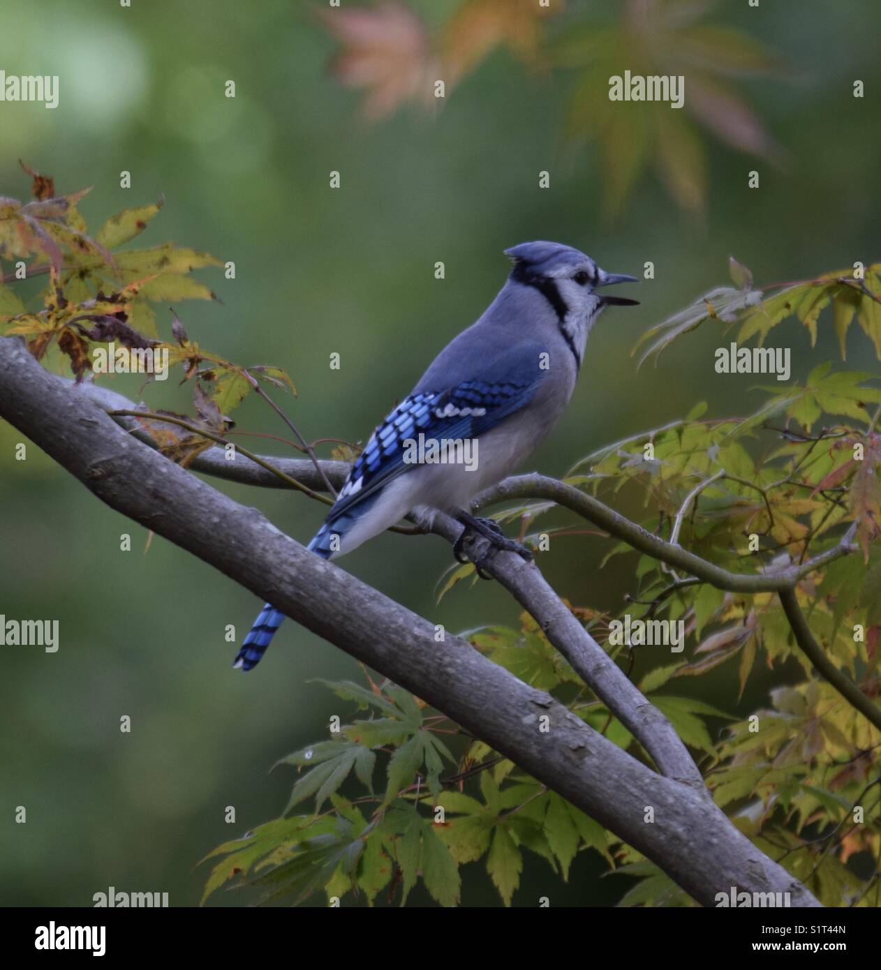 Singing happy bird hi-res stock photography and images - Alamy