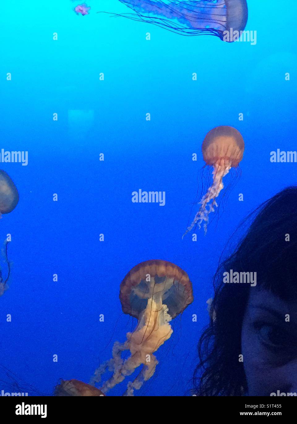 Woman at aquarium hi-res stock photography and images - Alamy