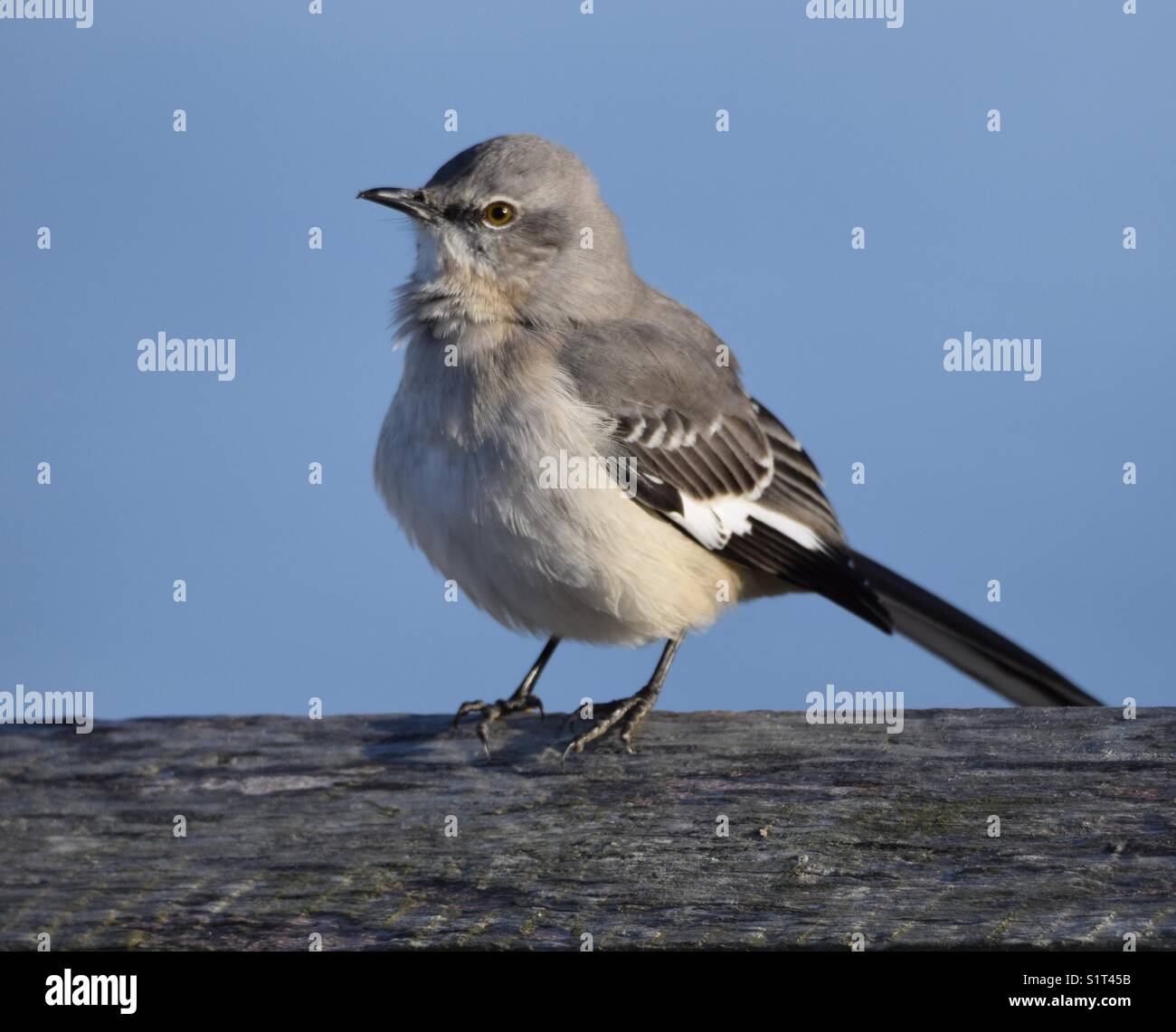 Fence sitter hi-res stock photography and images - Alamy