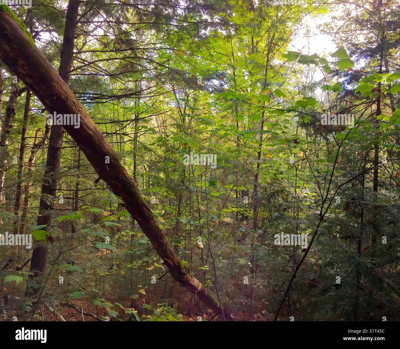 Canopy of forest hi-res stock photography and images - Alamy