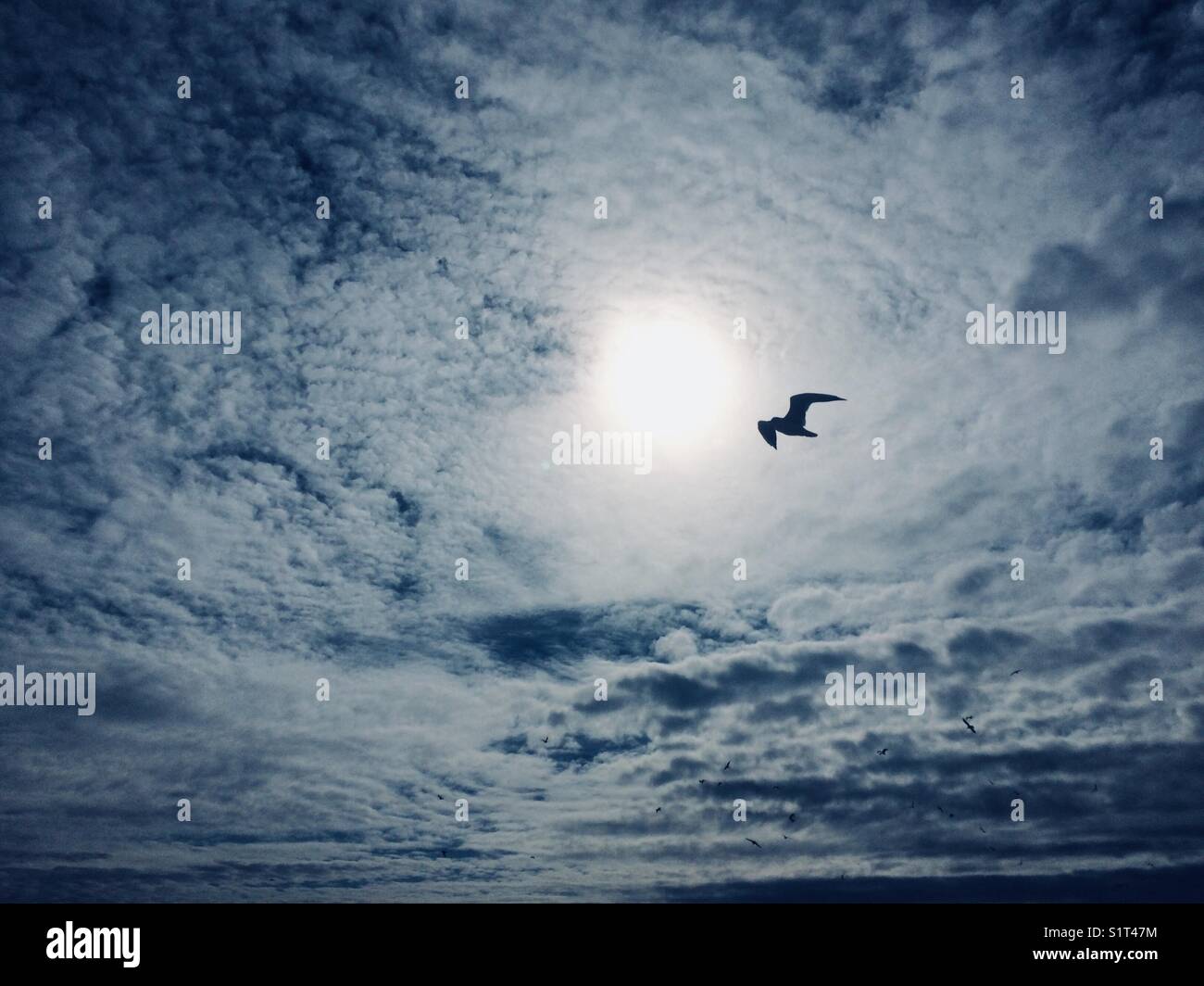 Bird in flight with a dramatic sky background Stock Photo - Alamy