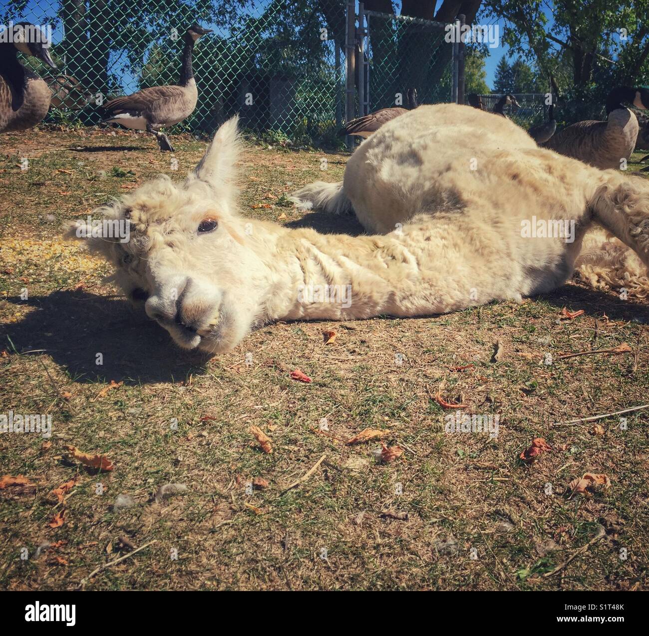 White llama lying down in ground lifting head slightly Stock Photo - Alamy