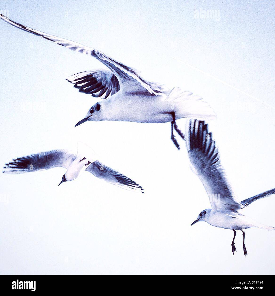 Free Fly Like A Bird