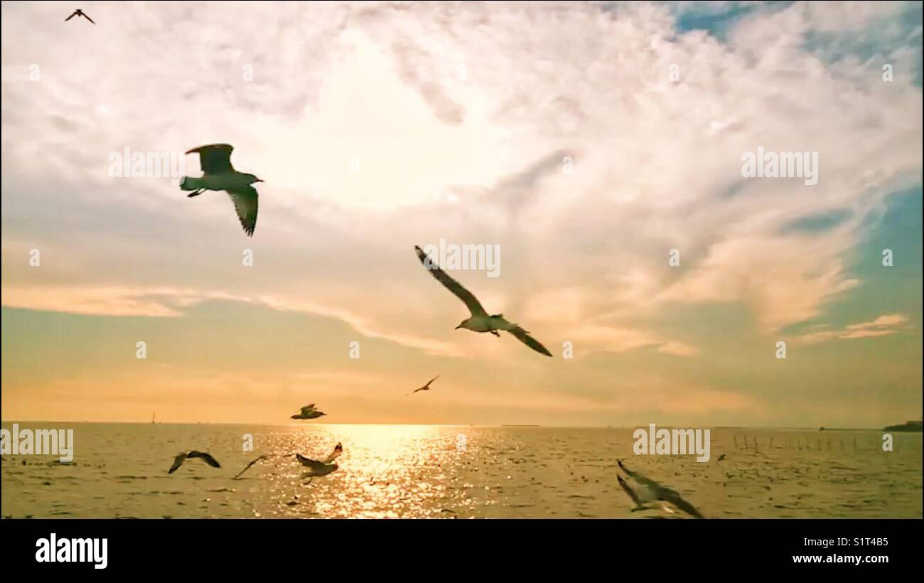 Birds flying to the ocean hi-res stock photography and images - Alamy