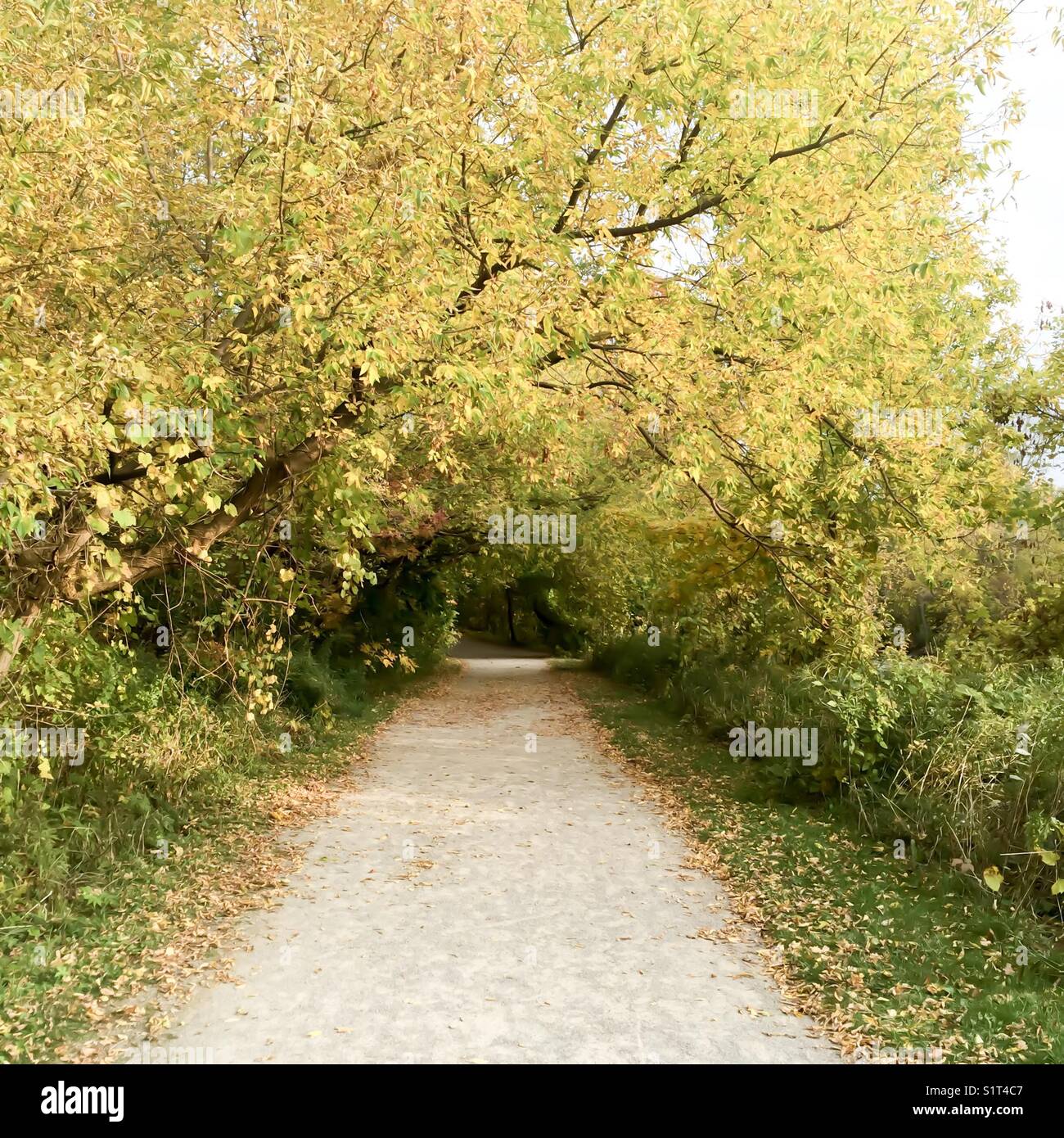 Nature walking trail in autumn Stock Photo - Alamy