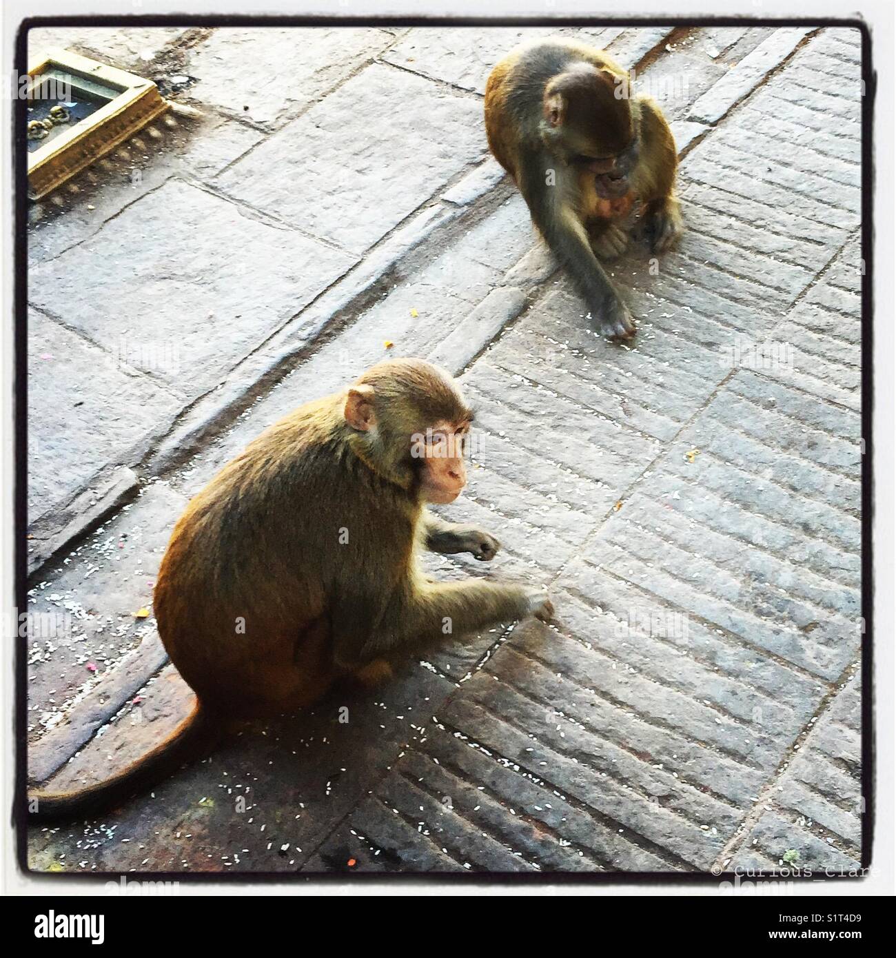 Nepalese monkeys hi-res stock photography and images - Alamy
